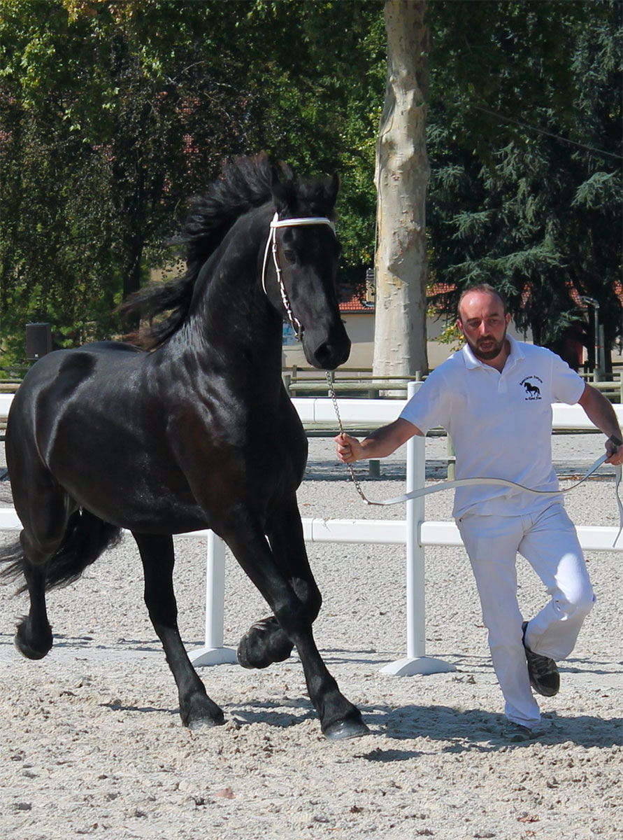 Notre élevage - Les Frisons de Selincourt
